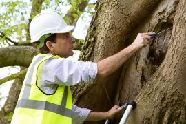 Different Types of Tree Survey and Report - Crown Tree Consultants