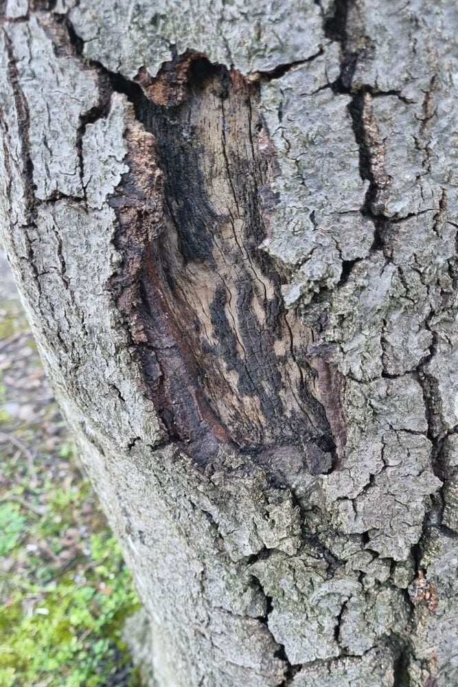 Tree Condition Survey at an independently managed housing estate ...